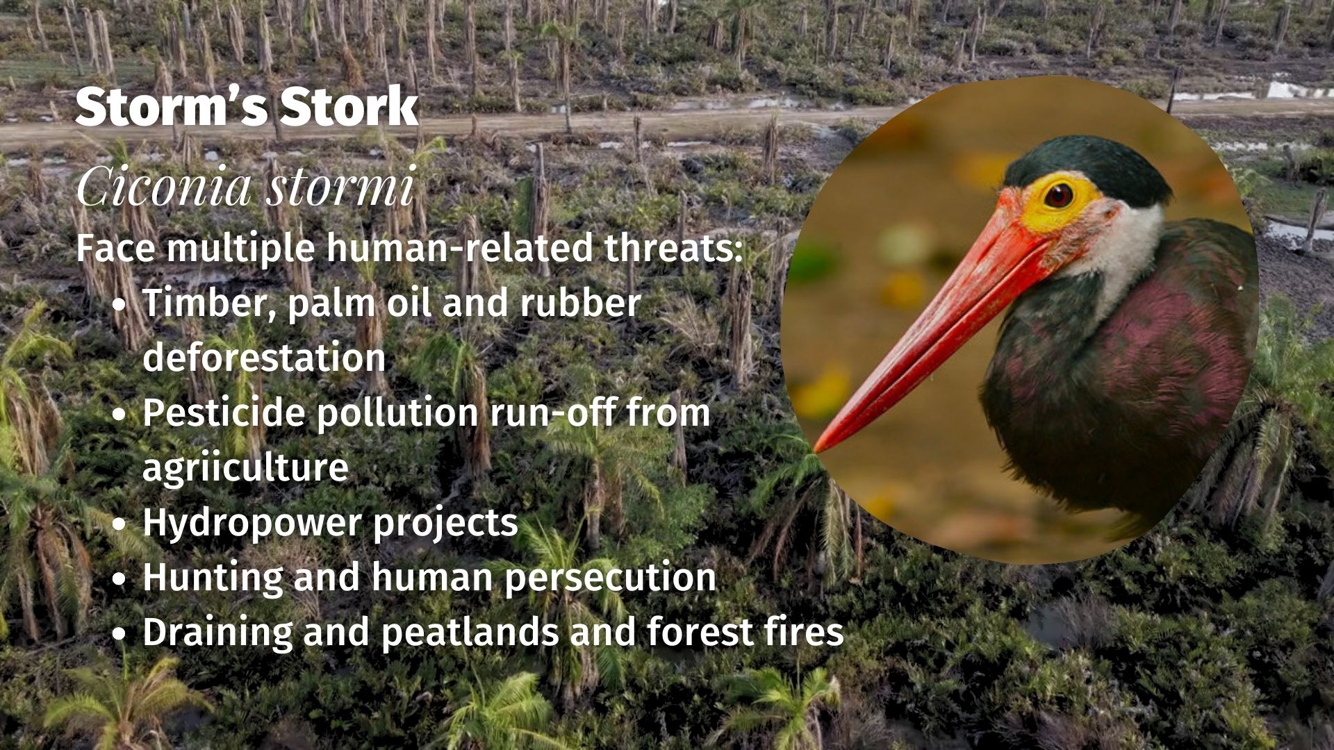 Storm’s Stork Ciconia stormi – Palm Oil Detectives