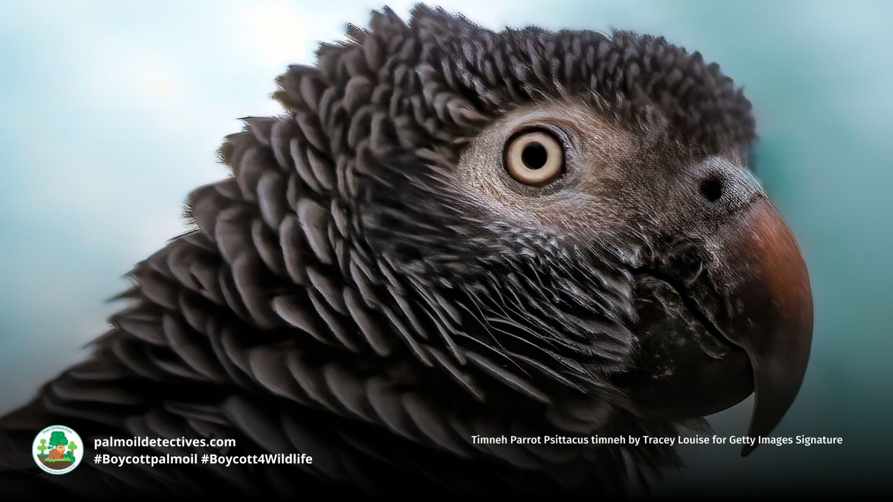 Timneh Parrot Psittacus timneh – Palm Oil Detectives