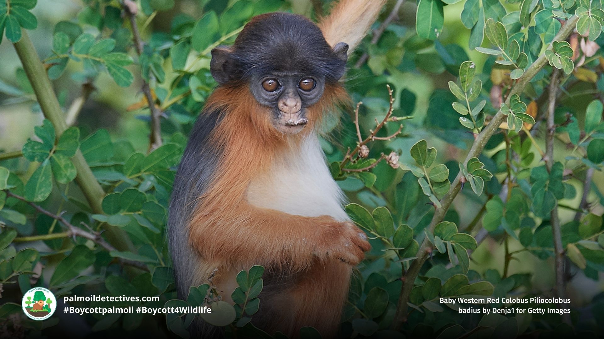 Western Red Colobus Piliocolobus badius – Palm Oil Detectives