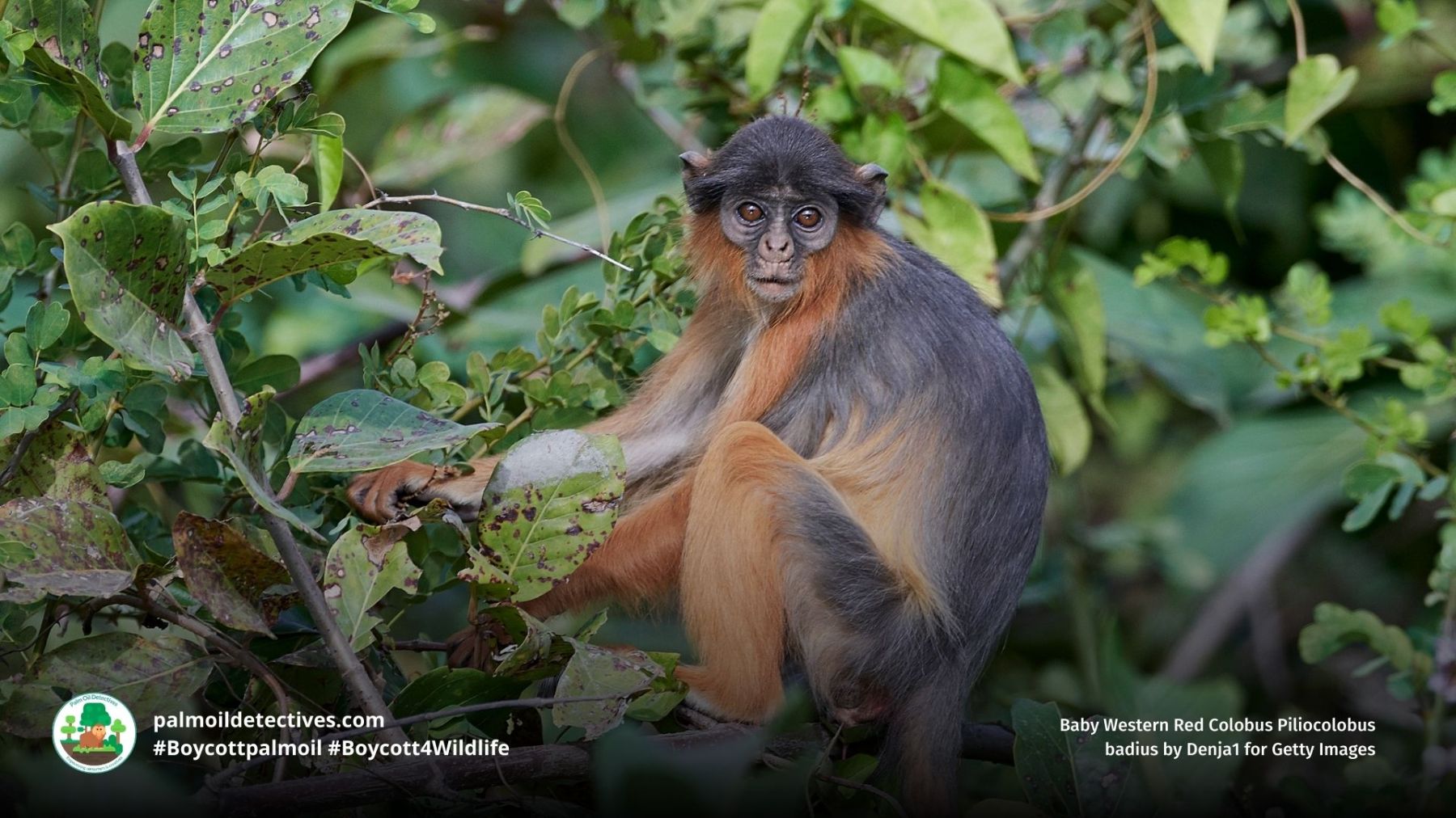 Western Red Colobus Piliocolobus badius – Palm Oil Detectives