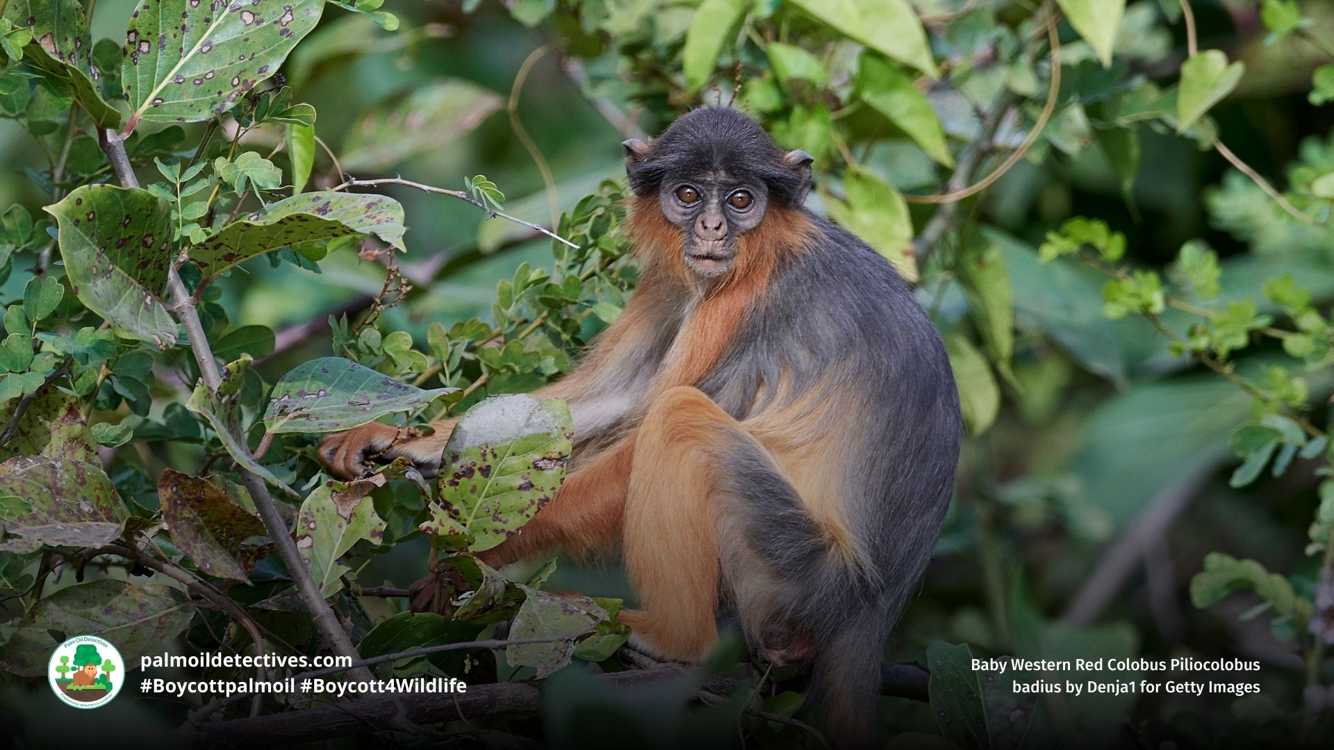 Western Red Colobus Piliocolobus badius – Palm Oil Detectives