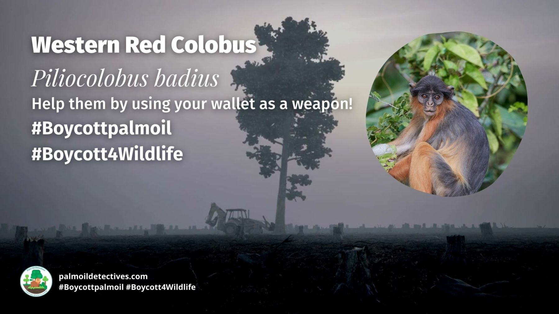 Western Red Colobus Piliocolobus badius – Palm Oil Detectives