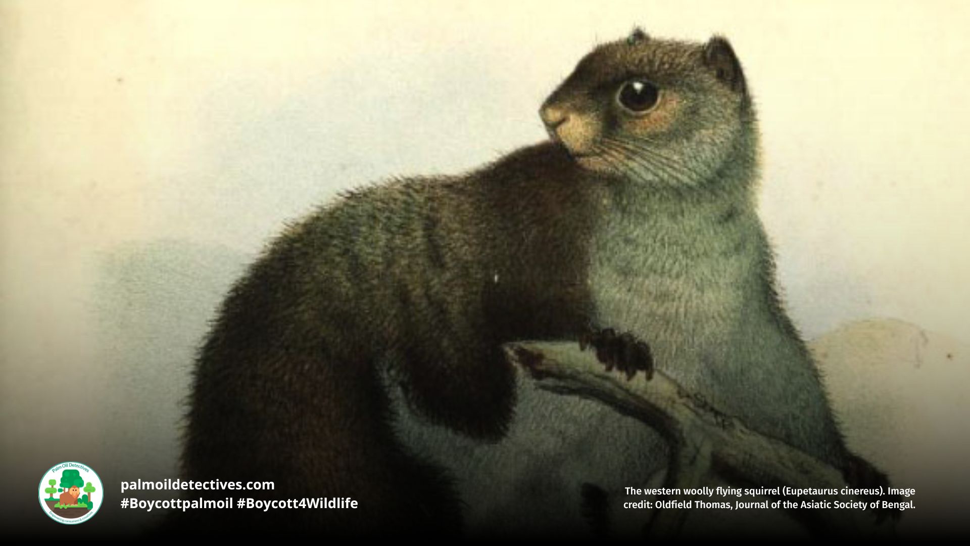 Woolly Flying Squirrel Eupetaurus cinereus – Palm Oil Detectives