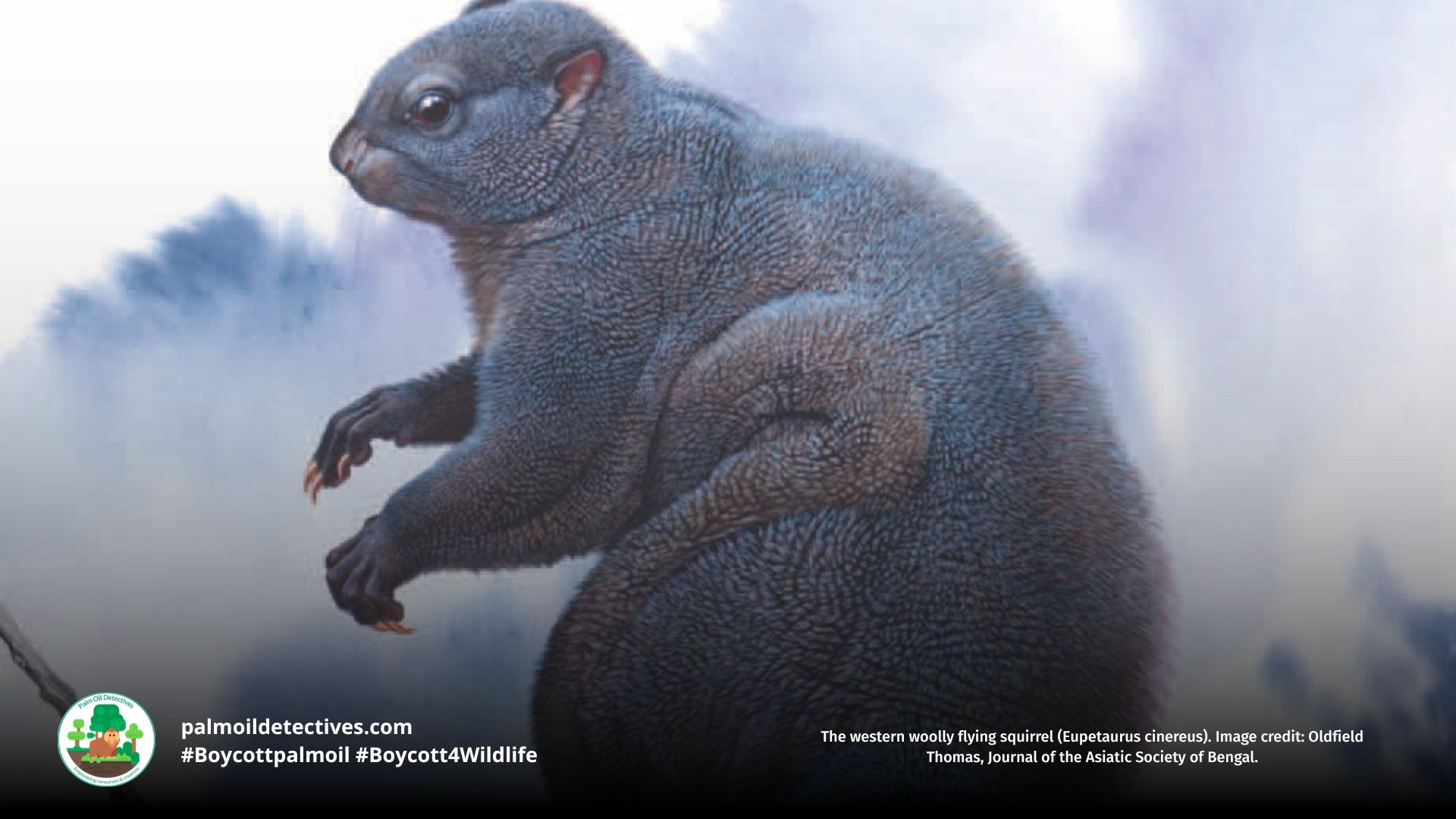 Woolly Flying Squirrel Eupetaurus cinereus – Palm Oil Detectives