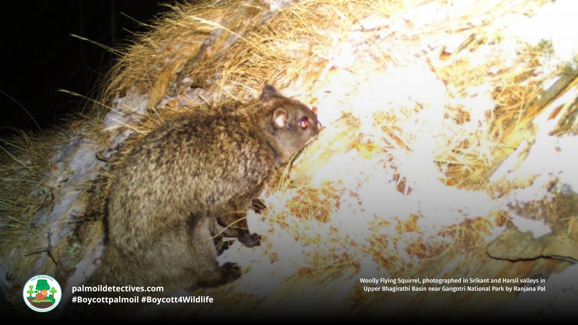 Woolly Flying Squirrel Eupetaurus cinereus – Palm Oil Detectives