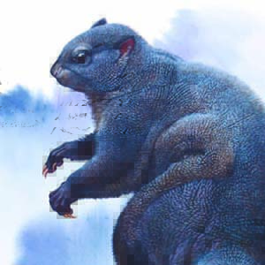 Smoky Flying Squirrel Pteromyscus pulverulentus – Palm Oil Detectives