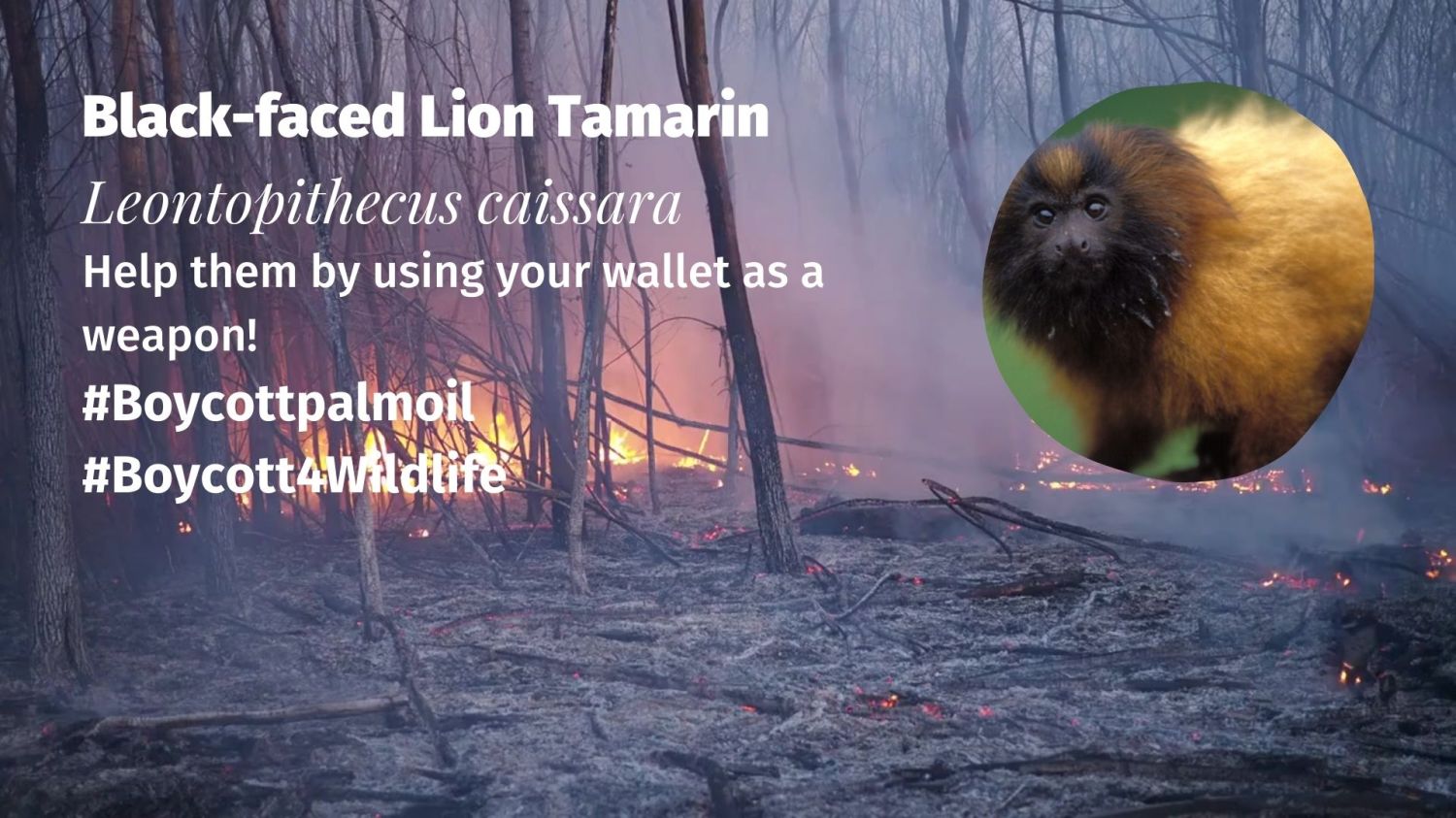 Black-faced Lion Tamarin Leontopithecus caissara – Palm Oil Detectives