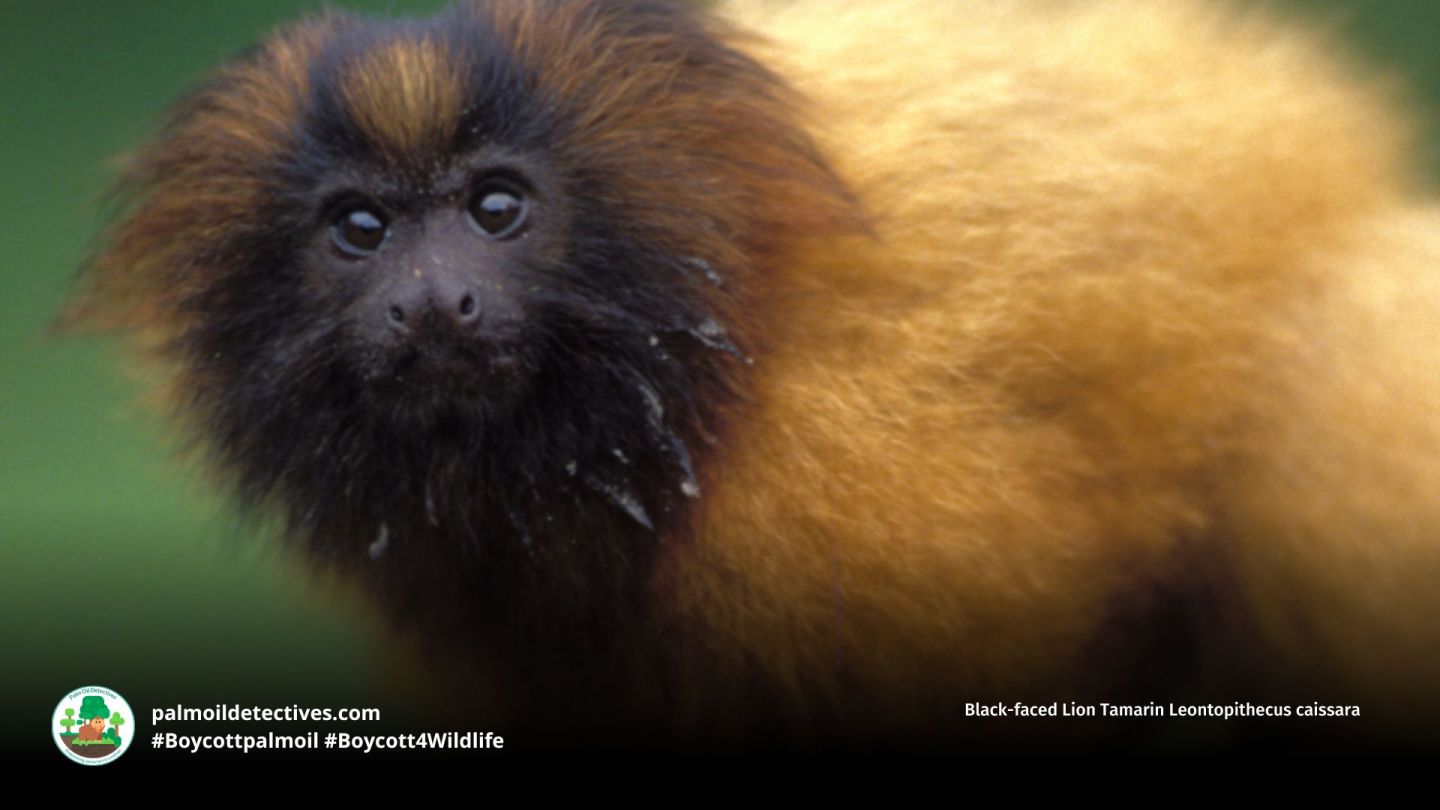 Black-faced Lion Tamarin Leontopithecus caissara – Palm Oil Detectives
