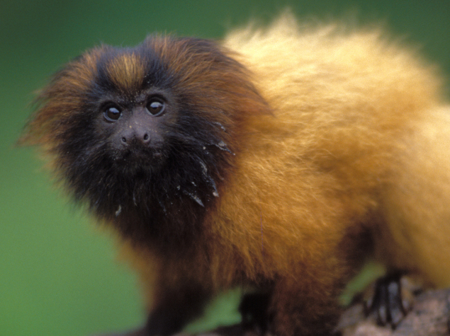 Black-faced Lion Tamarin Leontopithecus caissara – Palm Oil Detectives