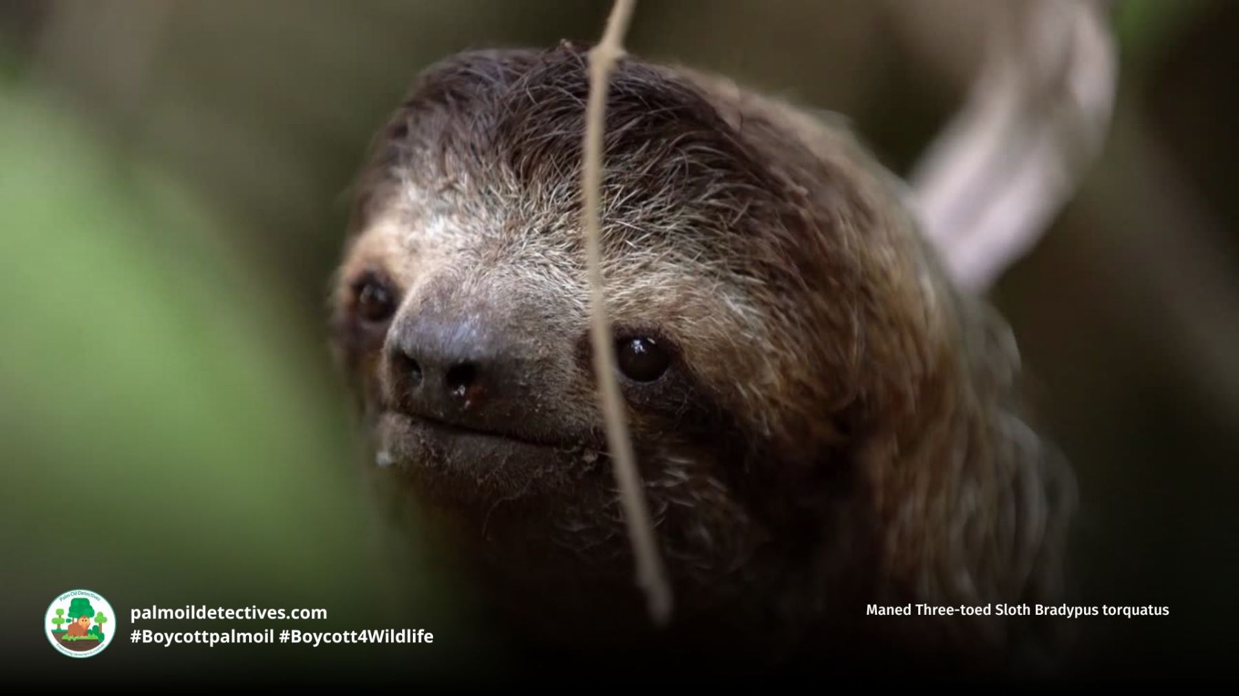 Maned Three-toed Sloth Bradypus torquatus – Palm Oil Detectives