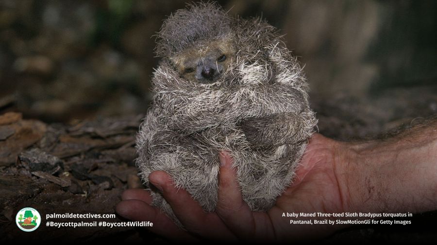 Maned Three-toed Sloth Bradypus torquatus – Palm Oil Detectives