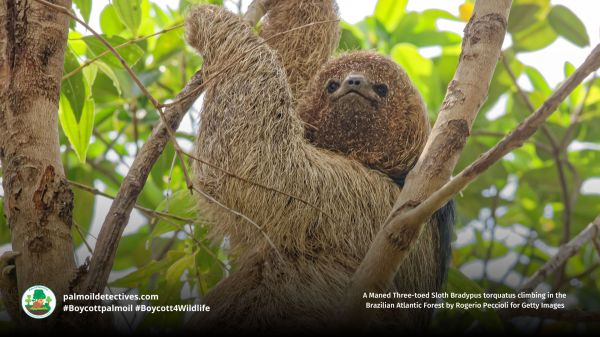 Maned Three-toed Sloth Bradypus torquatus – Palm Oil Detectives