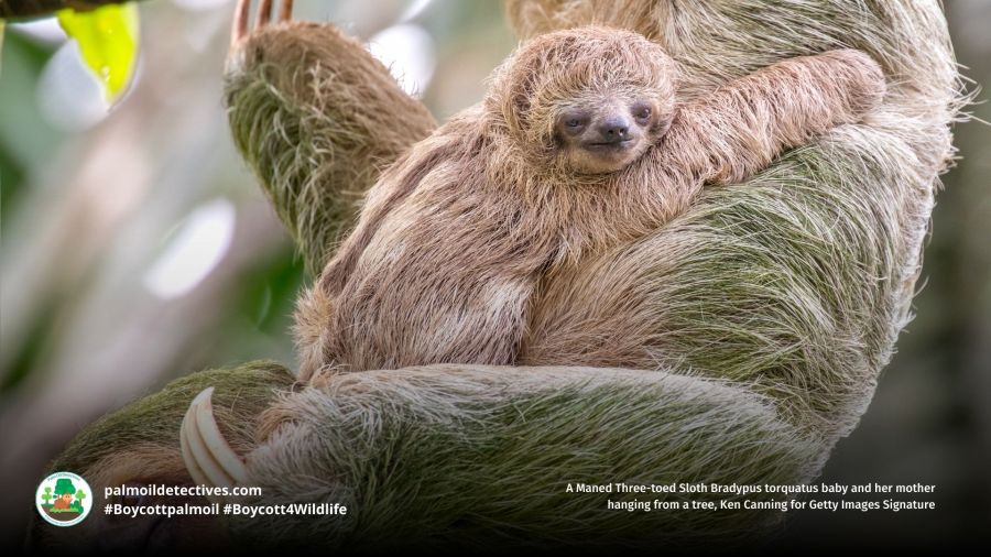 Maned Three-toed Sloth Bradypus torquatus - Palm Oil Detectives