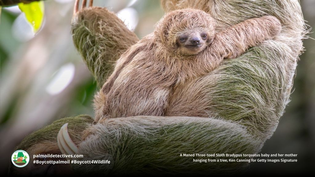 Maned Three-toed Sloth Bradypus torquatus – Palm Oil Detectives