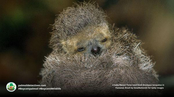 Maned Three-toed Sloth Bradypus torquatus – Palm Oil Detectives