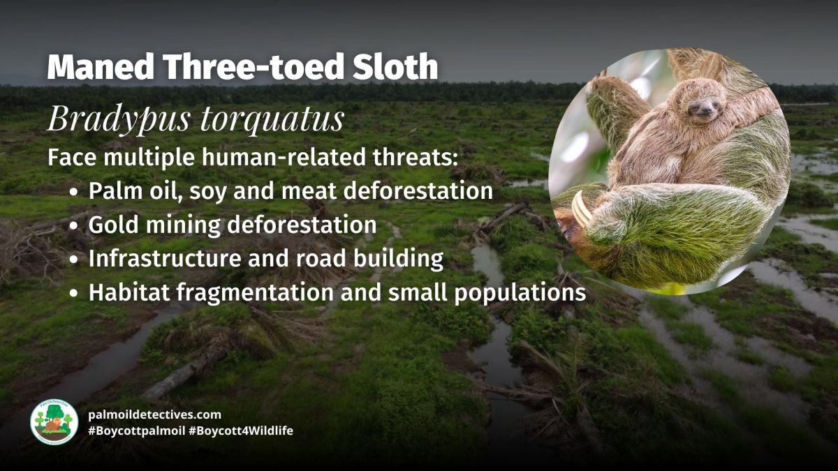 Maned Three-toed Sloth Bradypus torquatus – Palm Oil Detectives