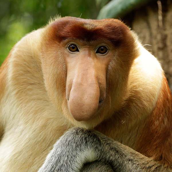 Proboscis Monkey Nasalis larvatus – Palm Oil Detectives