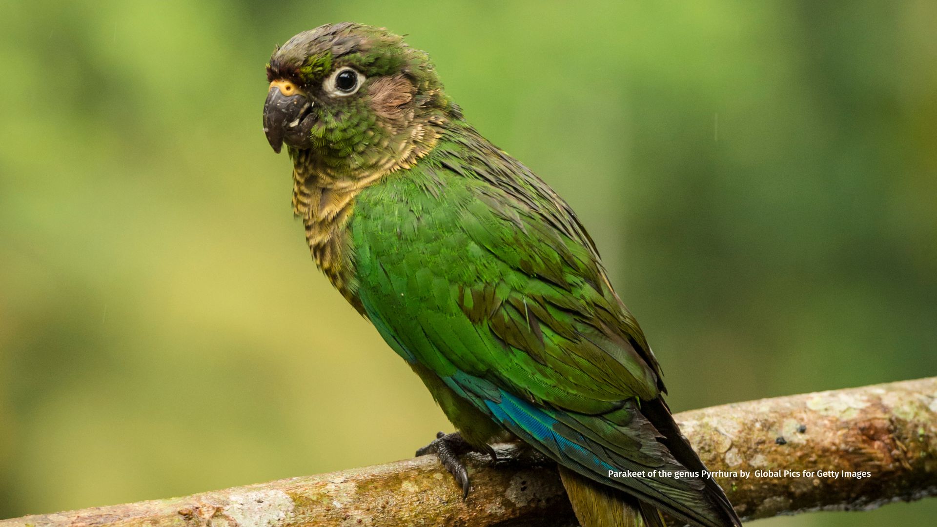Sinu Parakeet Pyrrhura subandina – Palm Oil Detectives