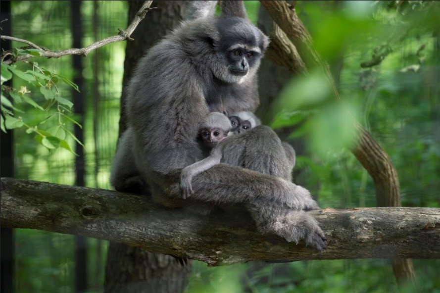 Abbott’s Gray Gibbon Hylobates abbotti – Palm Oil Detectives