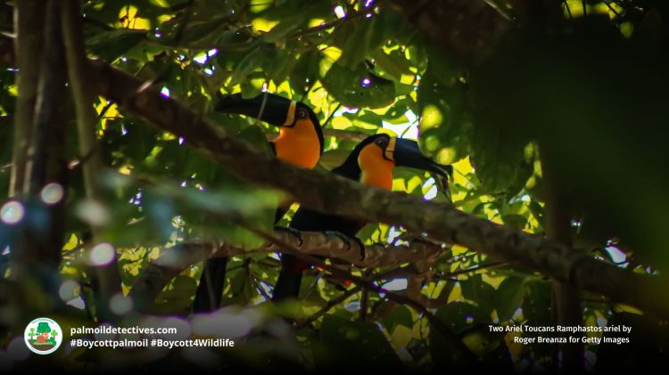 Ariel Toucan Ramphastos ariel – Palm Oil Detectives
