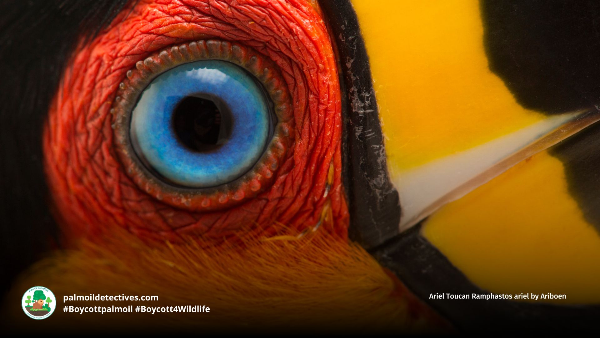 Ariel Toucan Ramphastos ariel – Palm Oil Detectives