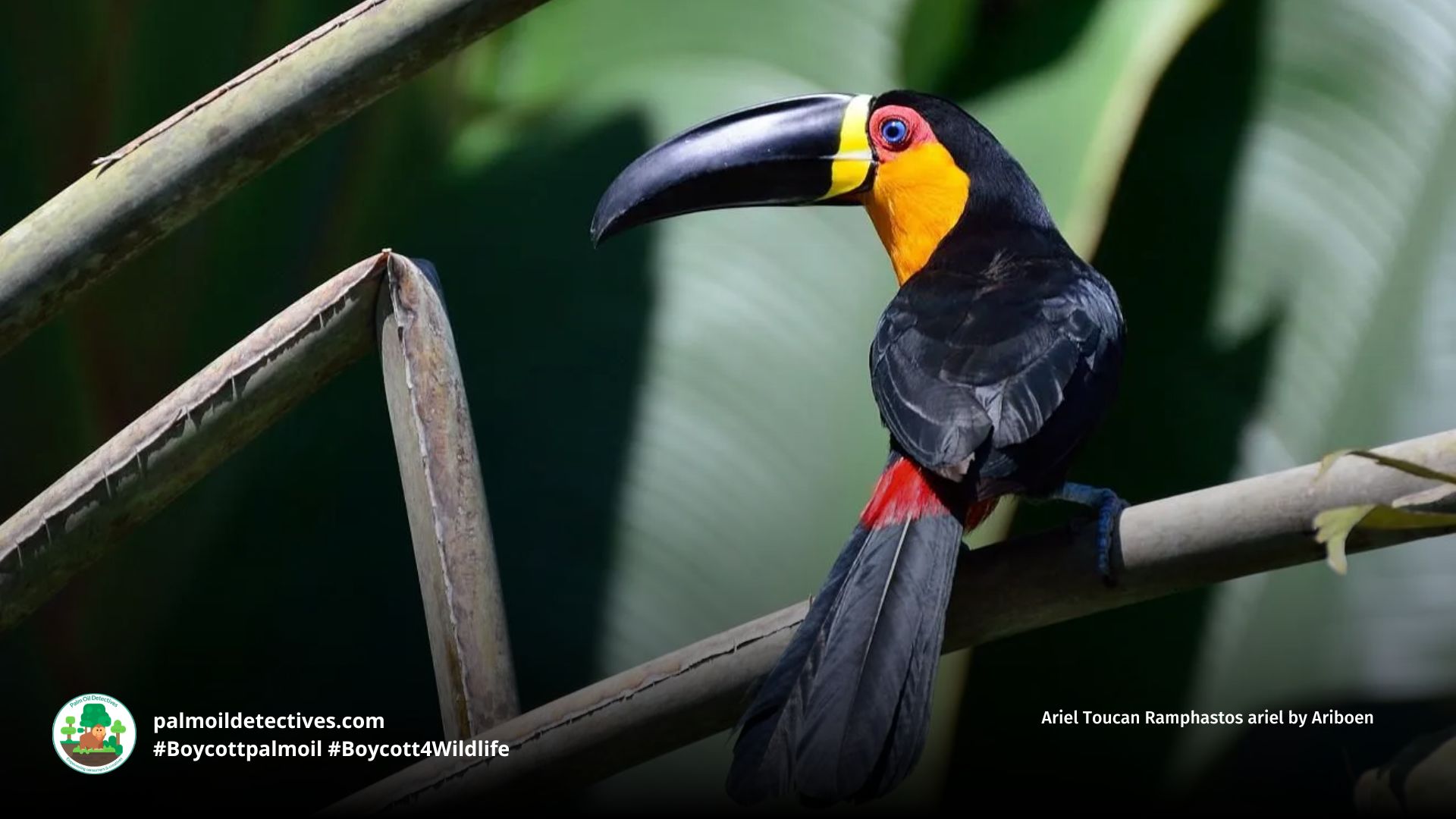 Ariel Toucan Ramphastos ariel – Palm Oil Detectives