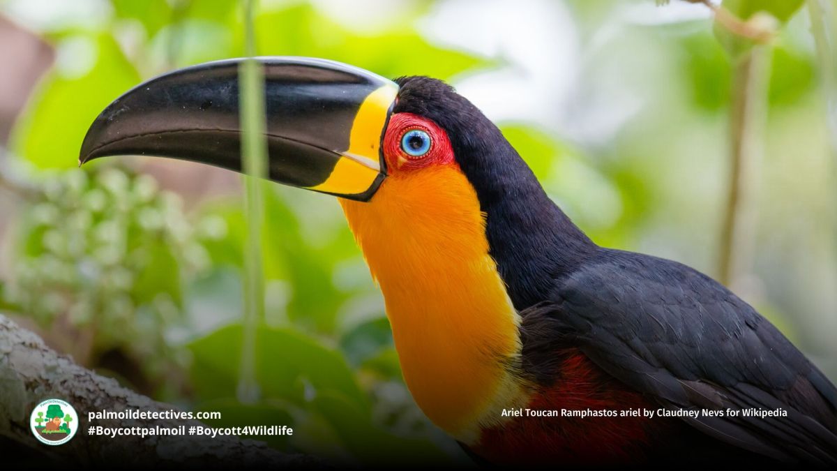 Ariel Toucan Ramphastos ariel – Palm Oil Detectives