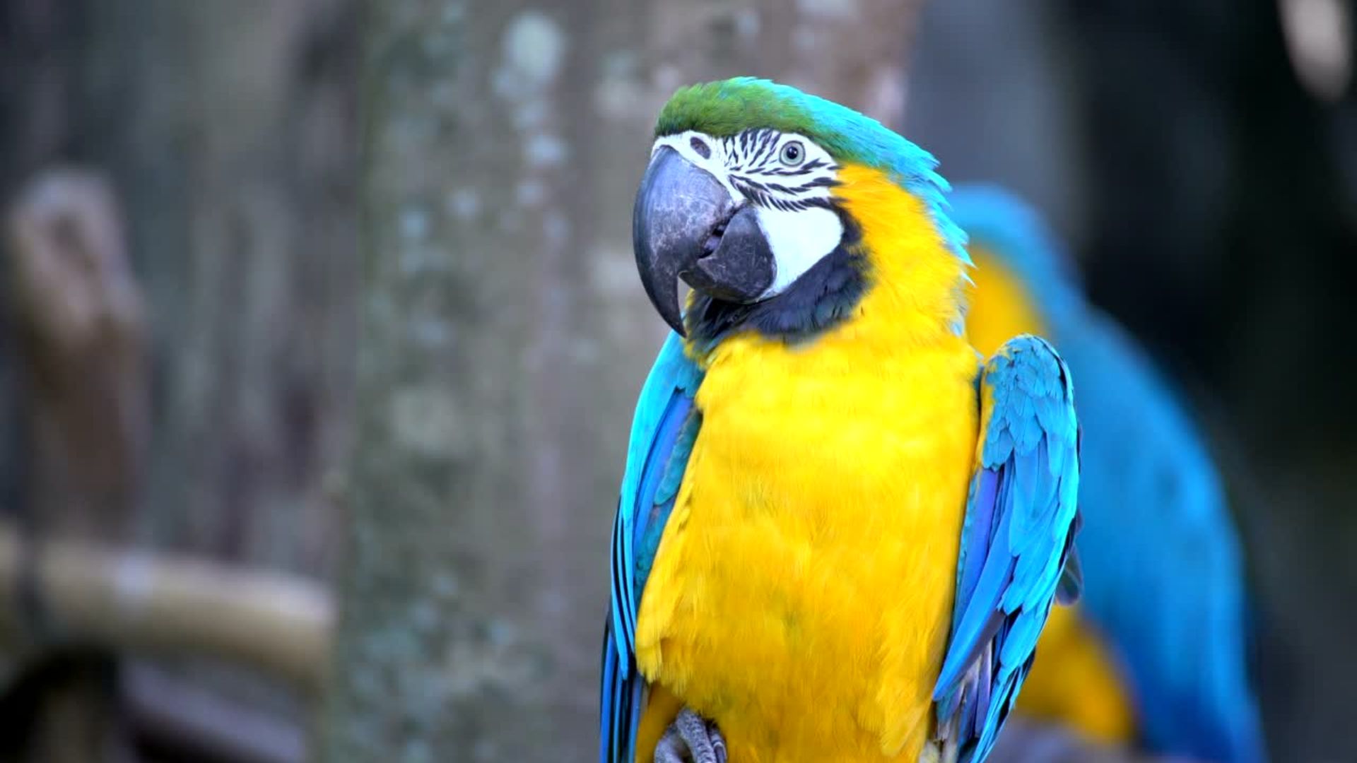Rainbow Cliffs: Why Parrots in the Amazon Eat Clay – Palm Oil Detectives