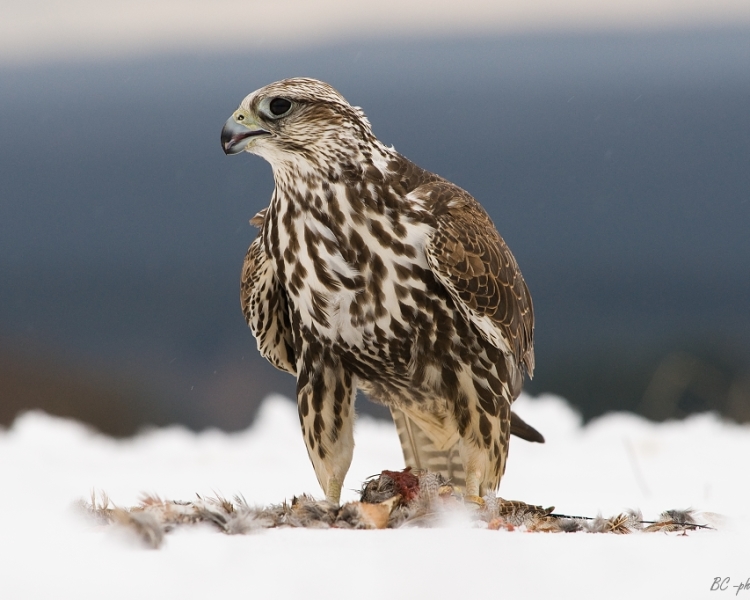 Saker Falcon Falco cherrug – Palm Oil Detectives