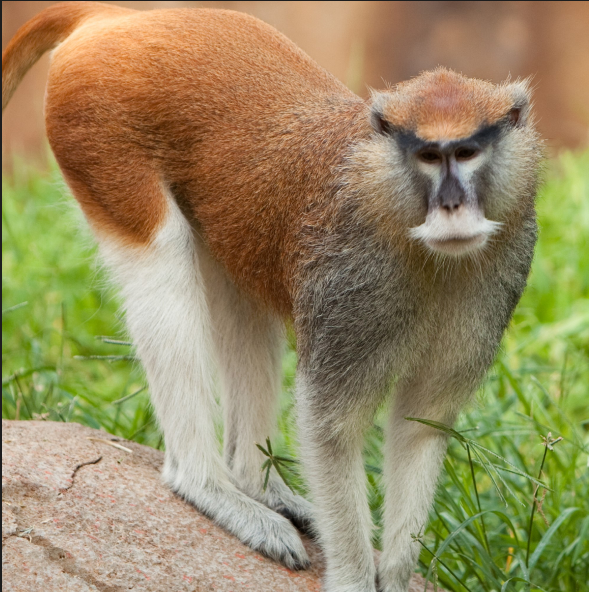 Southern Patas Monkey Erythrocebus baumstarki – Palm Oil Detectives