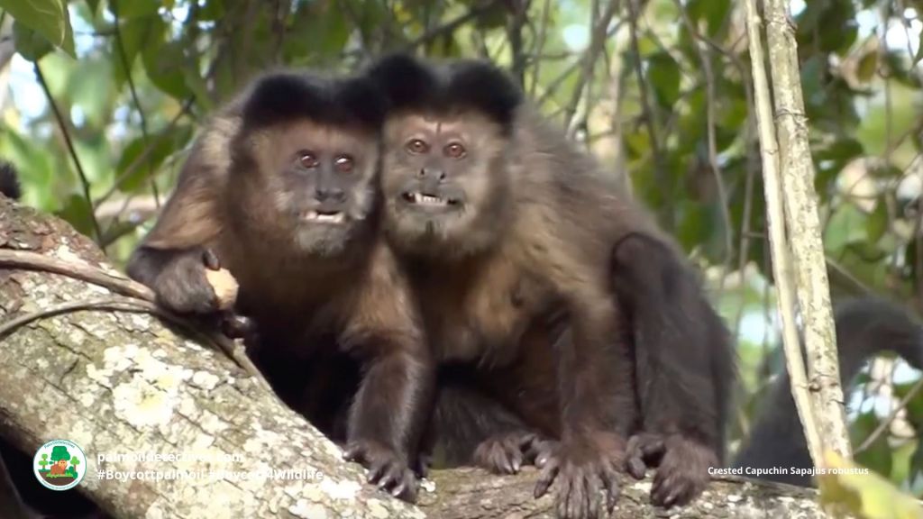 Crested Capuchin Sapajus robustus – Palm Oil Detectives