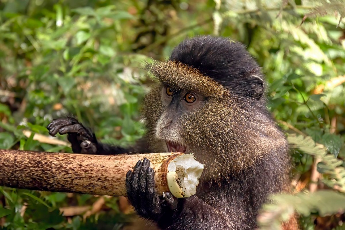 Golden Monkey Cercopithecus mitis ssp. kandti – Palm Oil Detectives