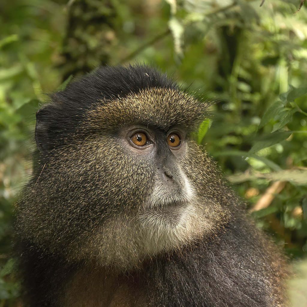 Golden Monkey Cercopithecus mitis kandti – Palm Oil Detectives