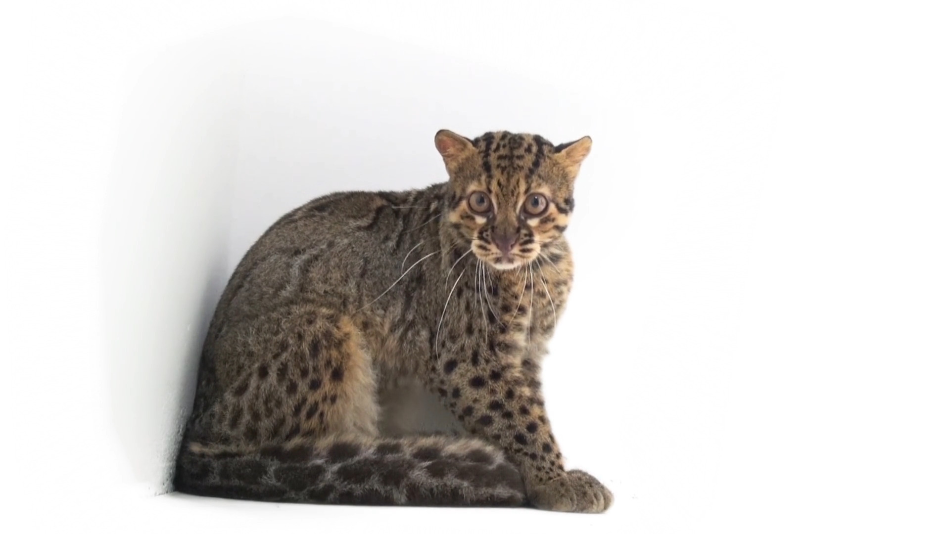 Marbled Cat Pardofelis marmorata – Palm Oil Detectives