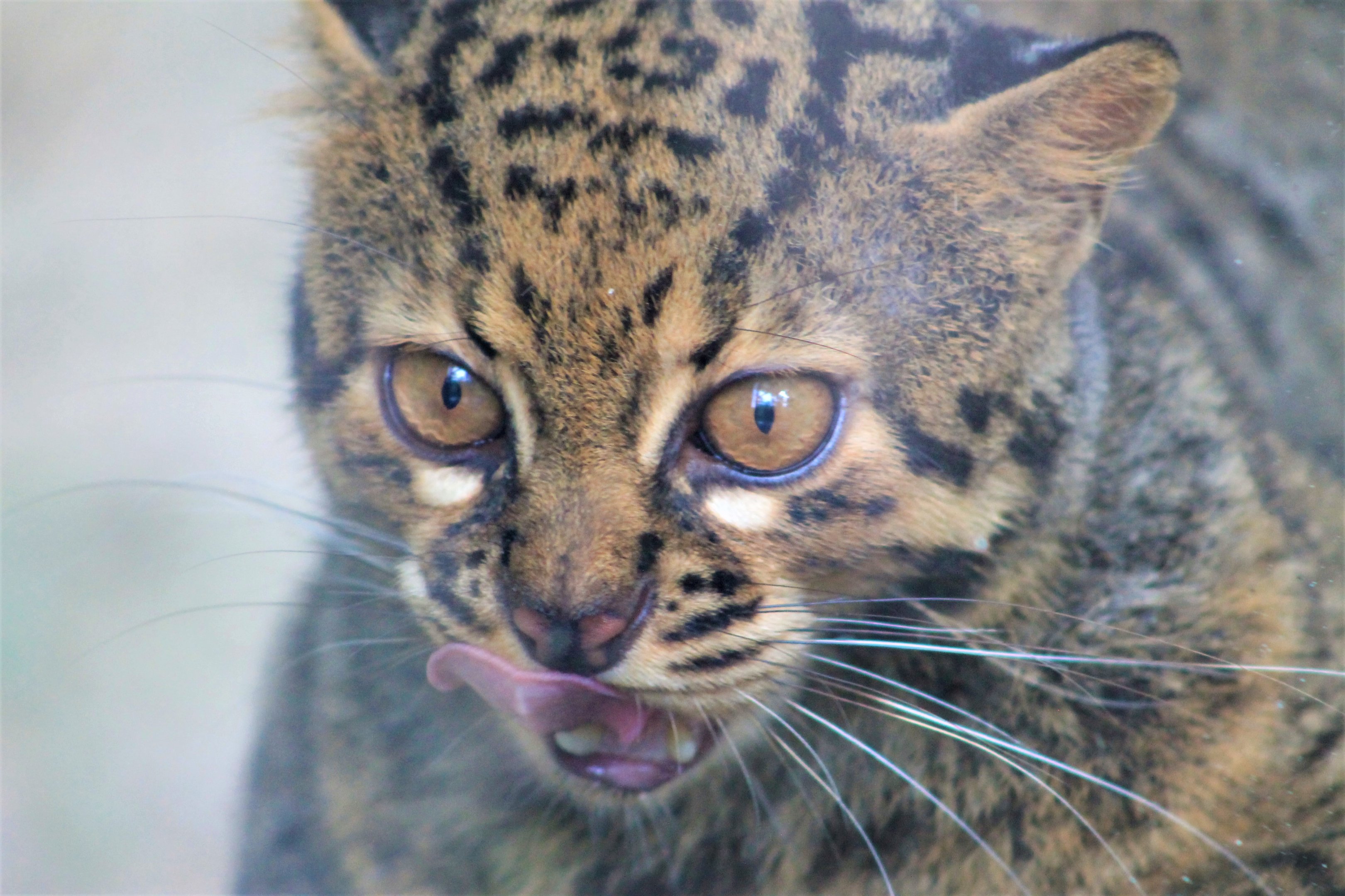 Marbled Cat Pardofelis marmorata – Palm Oil Detectives