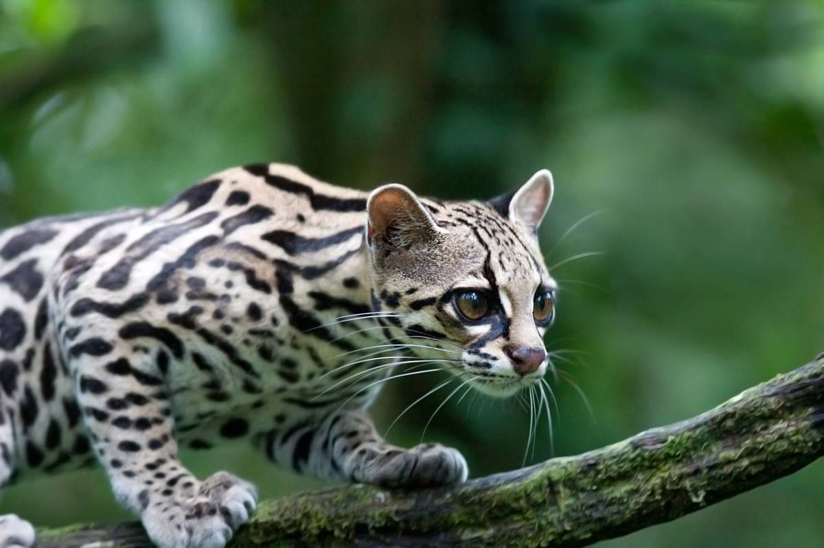 Northern Tiger Cat (Oncilla) Leopardus tigrinus – Palm Oil Detectives