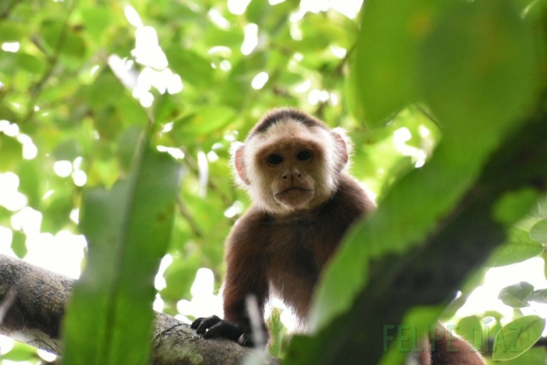 Varied White-fronted Capuchin Cebus versicolor – Palm Oil Detectives