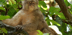 Varied White-fronted Capuchin Cebus versicolor – Palm Oil Detectives
