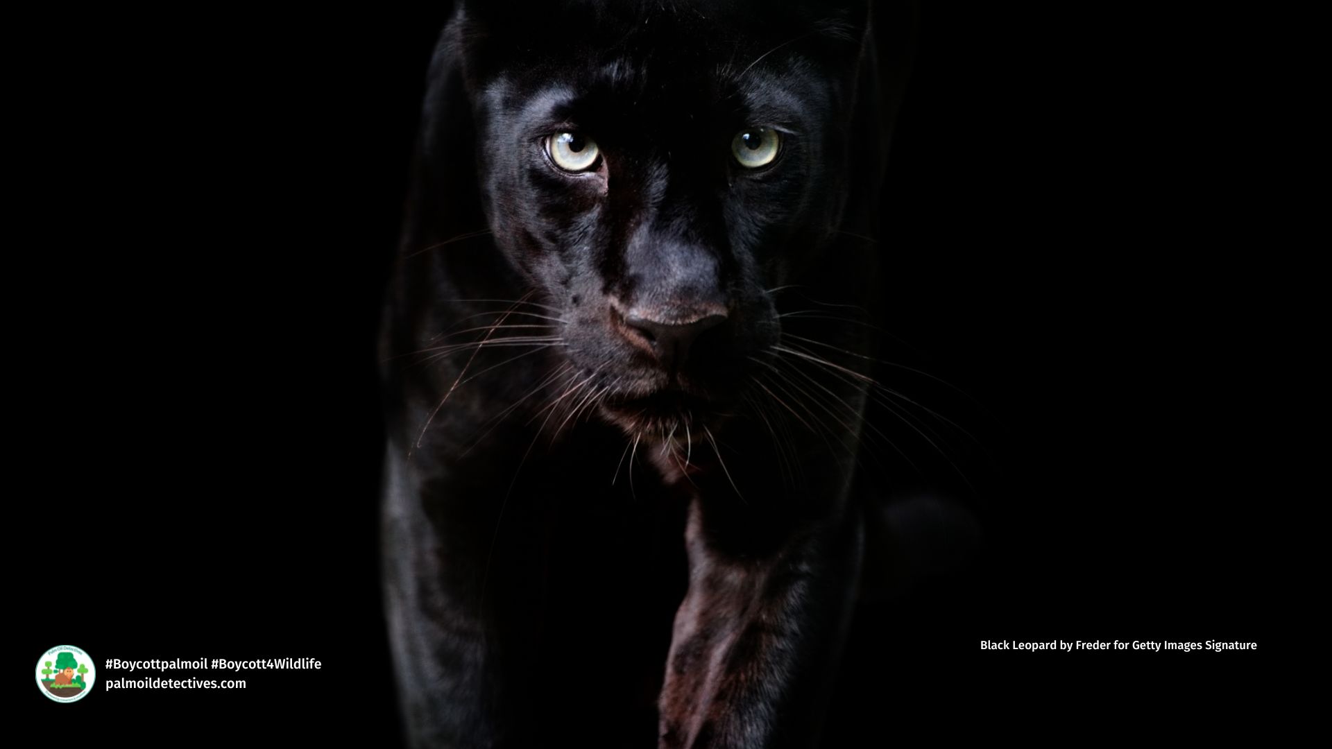 What, Why and Where of Black Leopards – Palm Oil Detectives