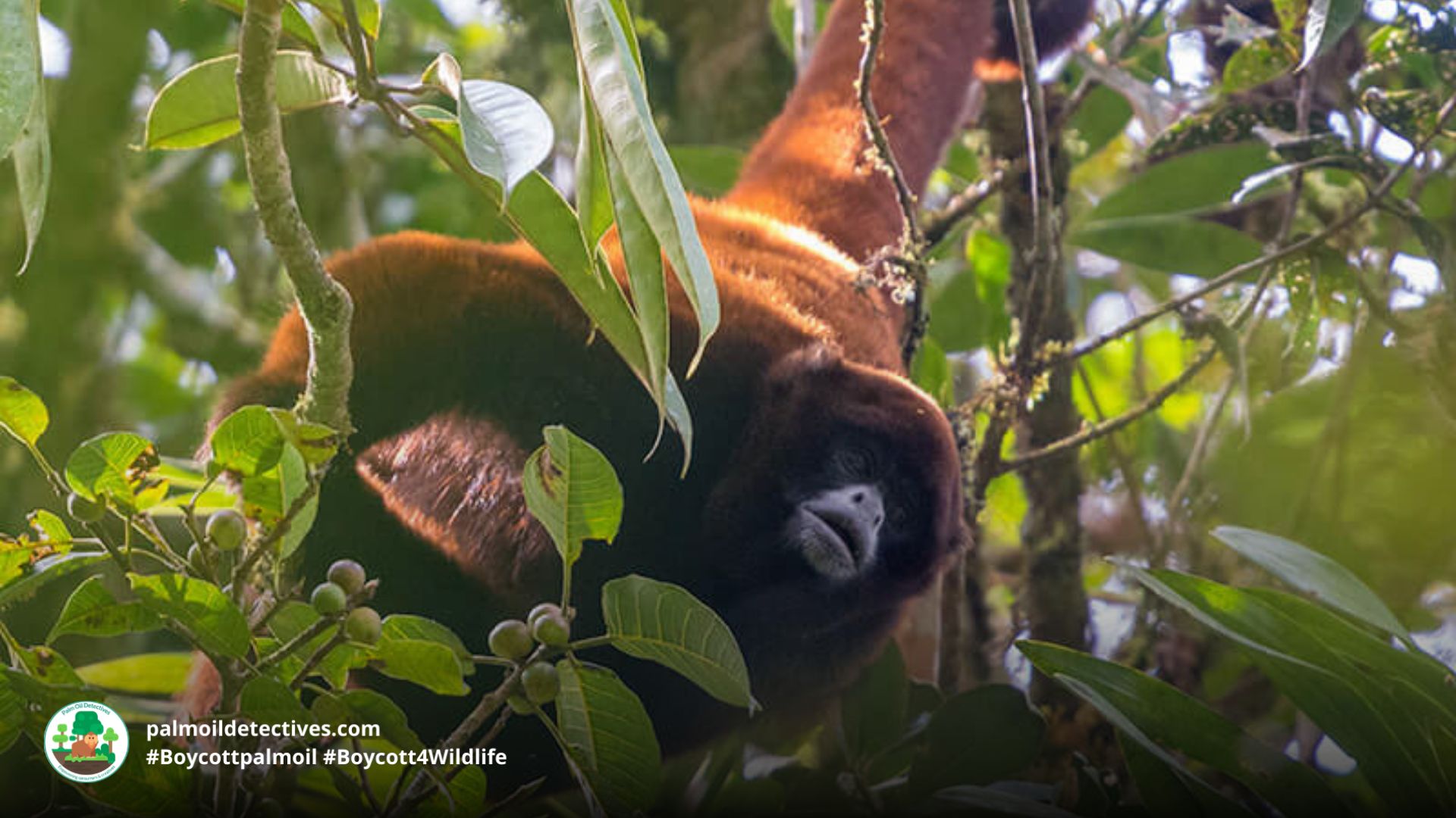 Yellow-tailed Woolly Monkey Lagothrix flavicauda – Palm Oil Detectives