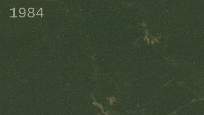 Why join the #Boycott4Wildlife? – Palm Oil Detectives