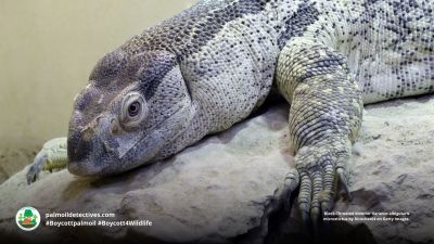 Black-Throated monitor Varanus albigularis microstictus – Palm Oil ...
