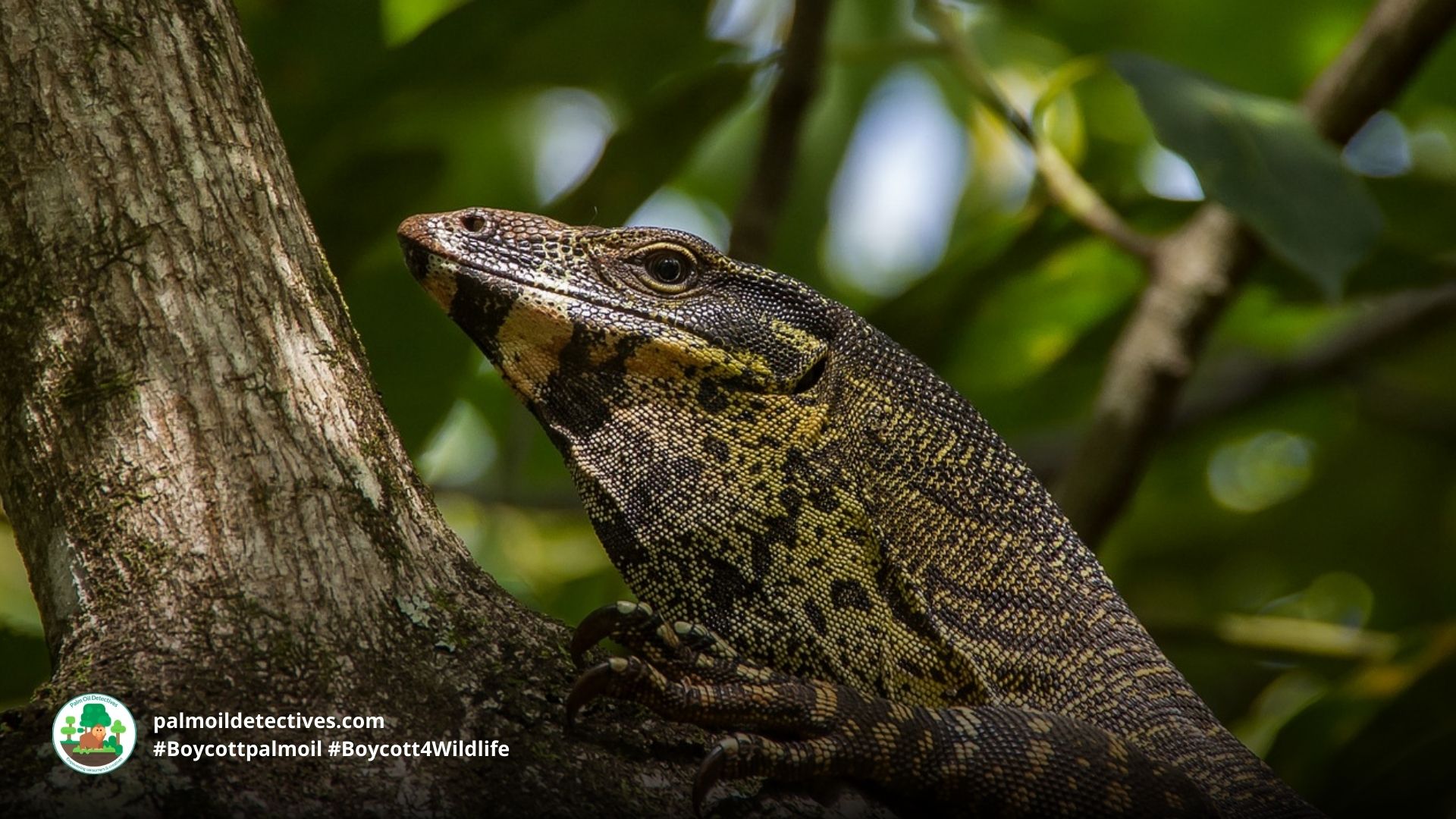 Black-Throated monitor Varanus albigularis microstictus – Palm Oil ...