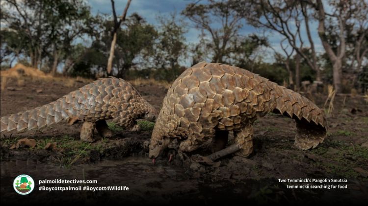 Back from extinction: a world first effort to return threatened ...