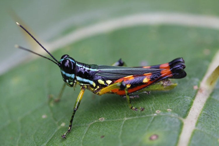 Zoologist and TV Presenter Dr George McGavin – Palm Oil Detectives