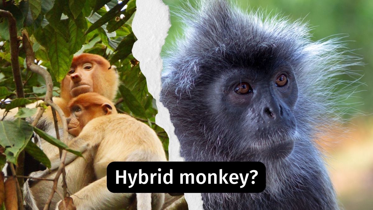 A ‘mystery monkey’ in Borneo may be a rare hybrid between a Proboscis ...
