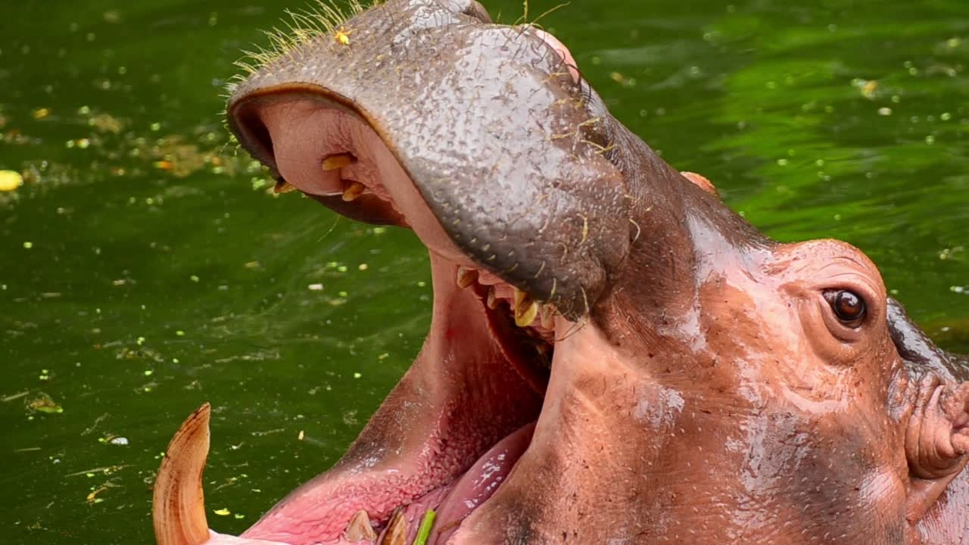 Hippopotamus Hippopotamus amphibius – Palm Oil Detectives