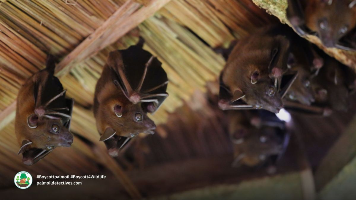 Eyewitness Story: The Last Village by Dr Setia Budhi - Palm Oil Detectives