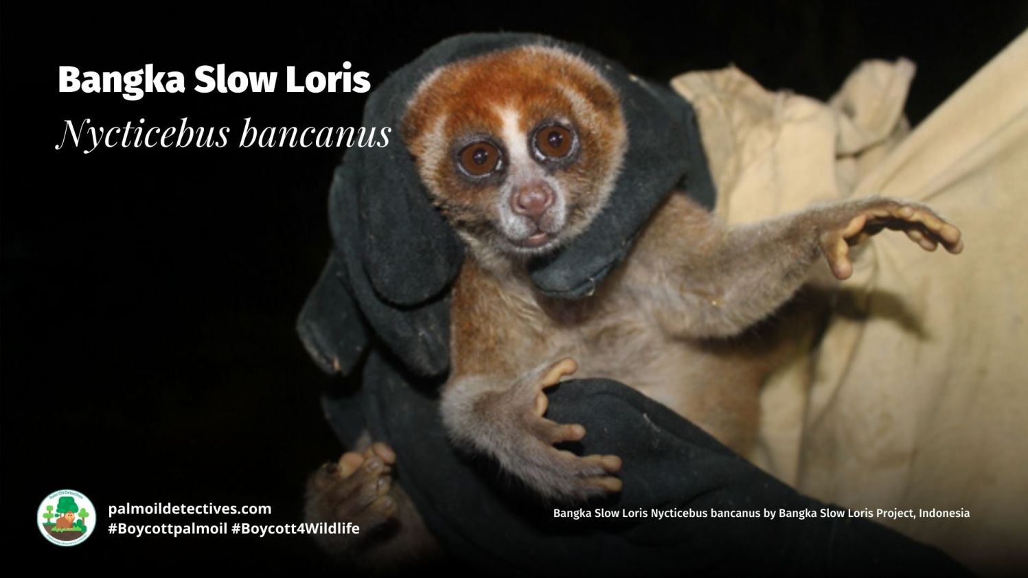 Bangka Slow Loris Nycticebus bancanus – Palm Oil Detectives