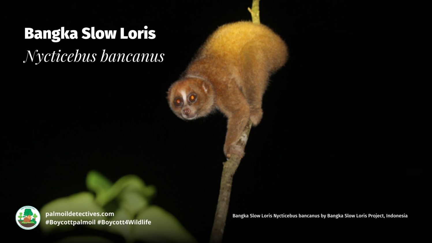 Bangka Slow Loris Nycticebus bancanus – Palm Oil Detectives